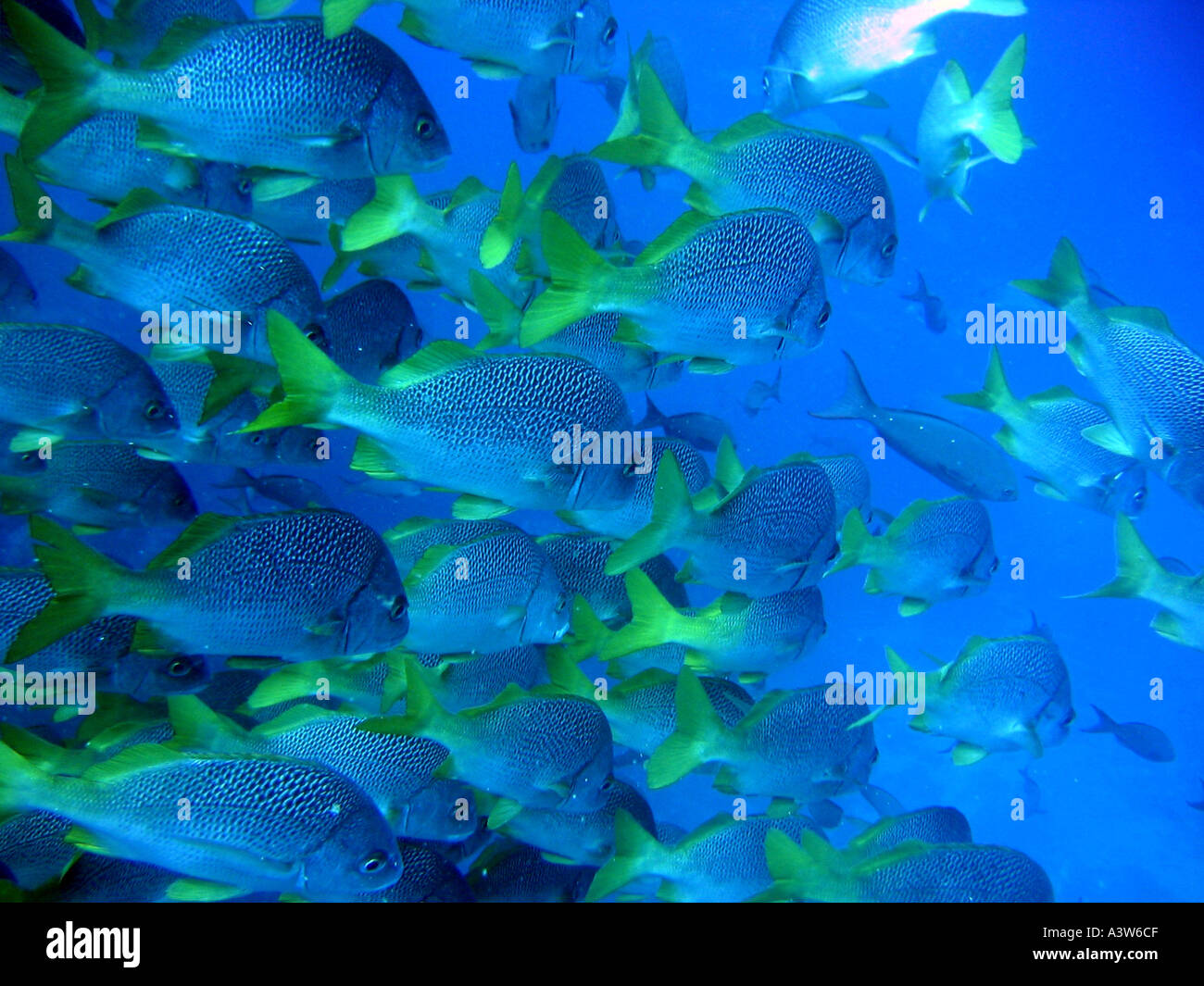 Galapagos grunts hi-res stock photography and images - Alamy