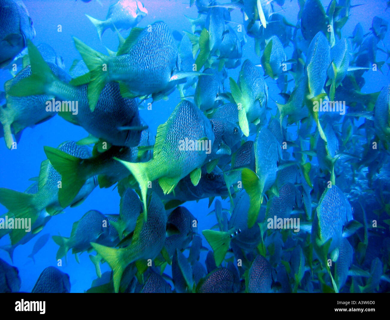 School of galapagos grunts hi-res stock photography and images - Alamy