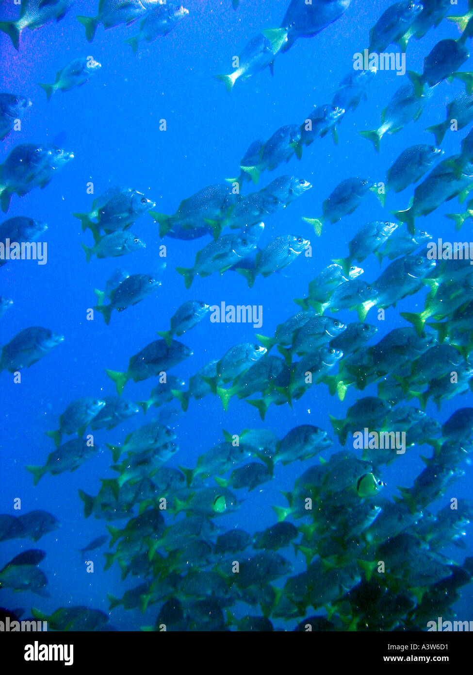 School of galapagos grunts hi-res stock photography and images - Alamy