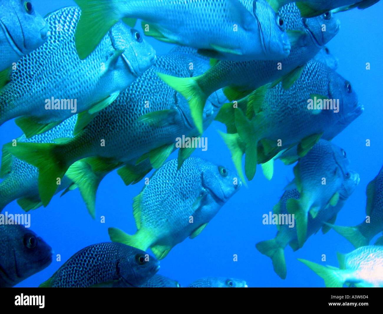 School of galapagos grunts hi-res stock photography and images - Alamy