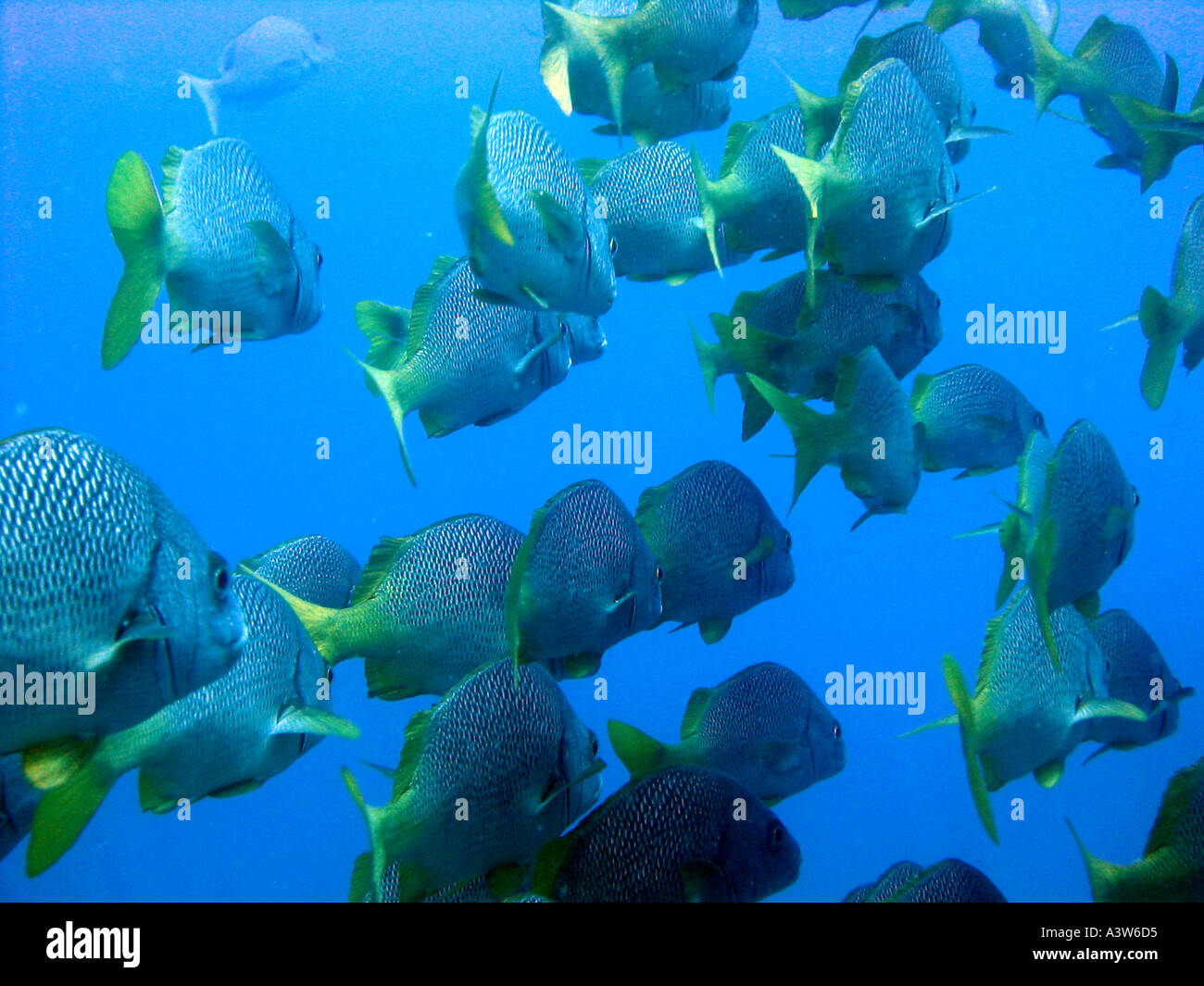 School of galapagos grunts hi-res stock photography and images - Alamy