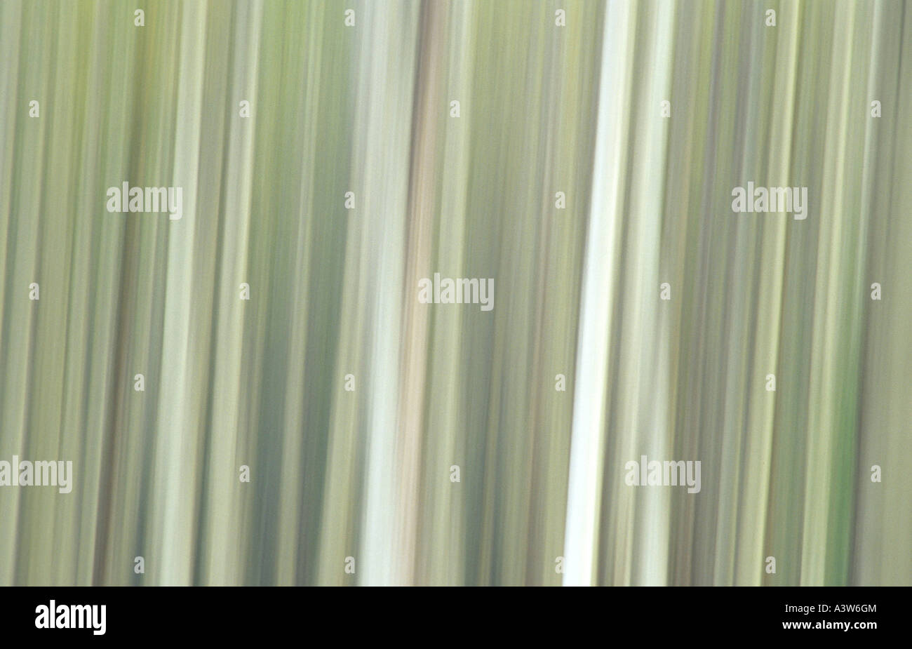 Abstract Aspen trees in Banff Canada Stock Photo - Alamy