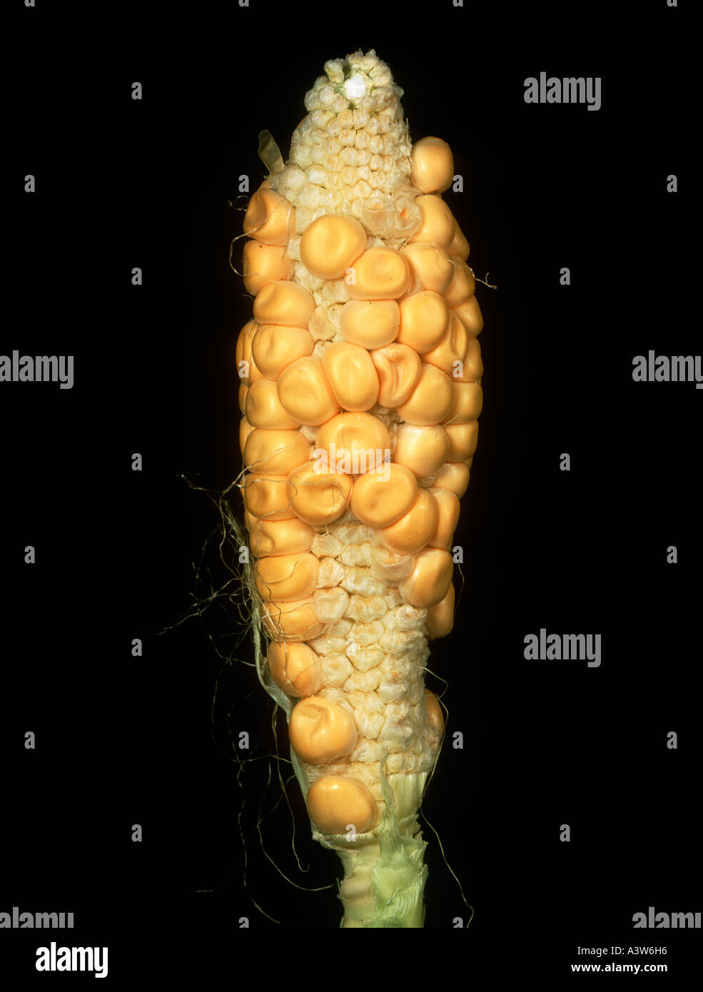 Sweetcorn pollination hi-res stock photography and images - Alamy