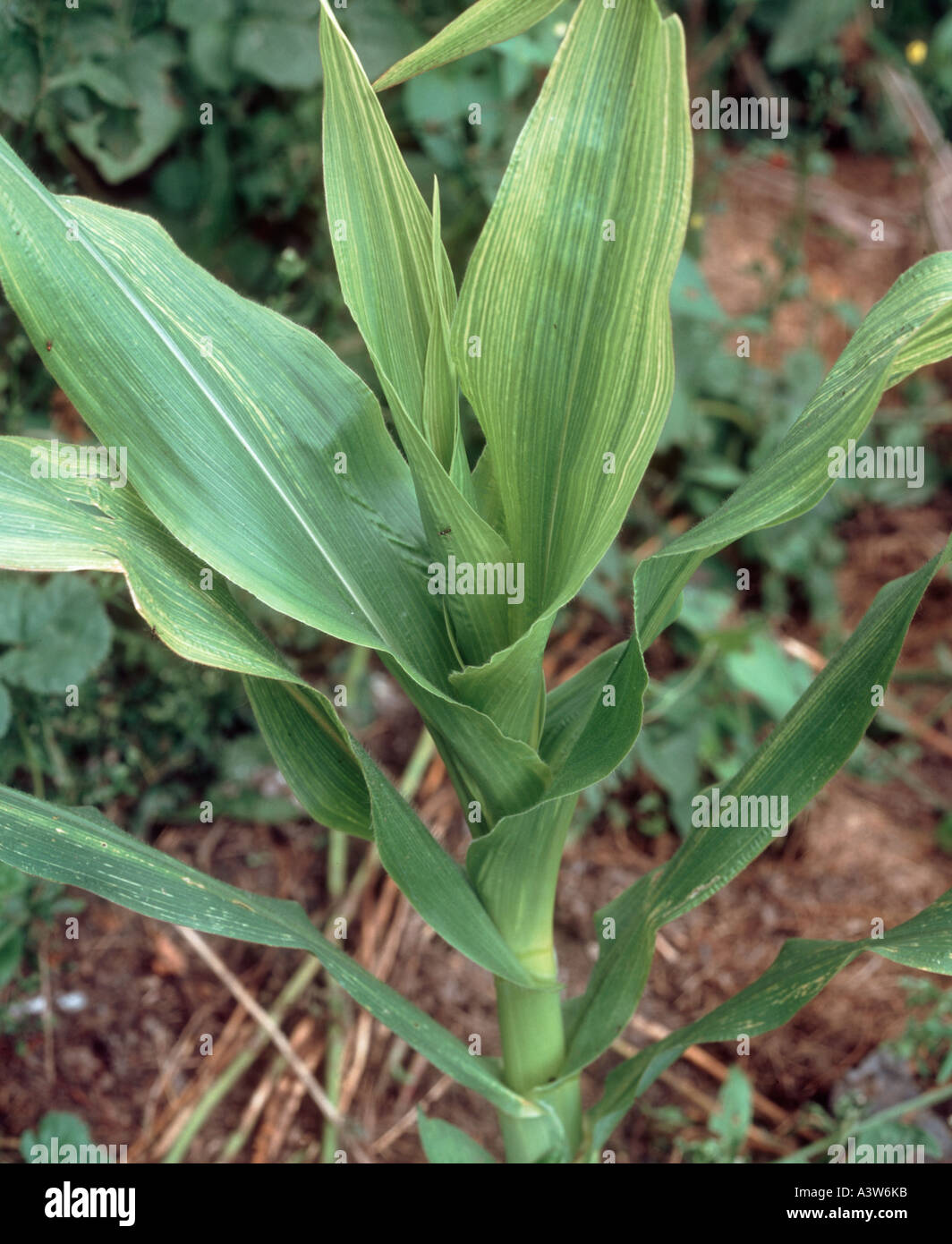 Nutrient deficient corn hi-res stock photography and images - Alamy