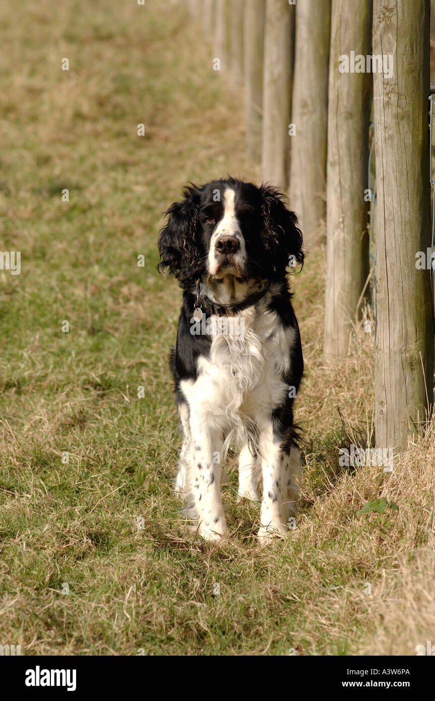 Black And White Springer Spaniel Stock Photos & Black And White ...