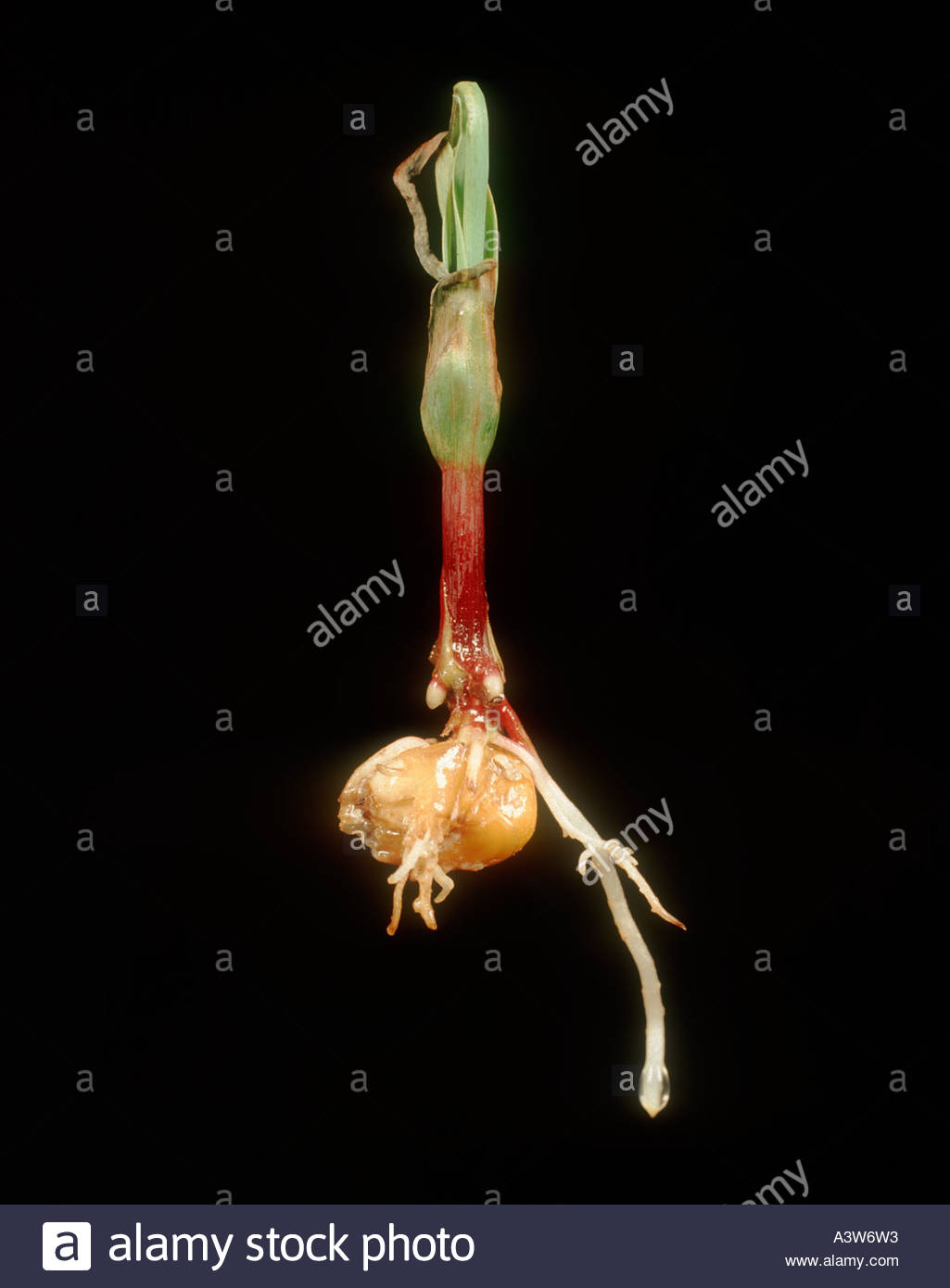 Pythium High Resolution Stock Photography and Images - Alamy
