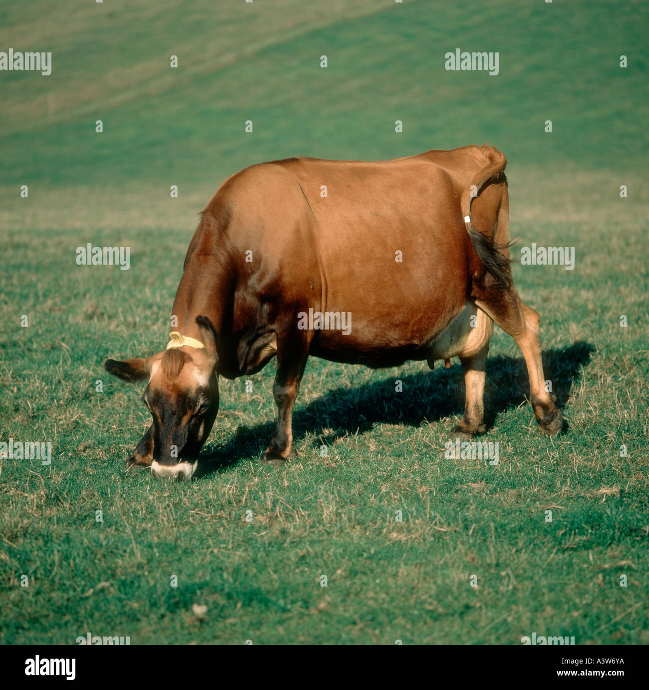 Pregnant cow hi-res stock photography and images - Alamy