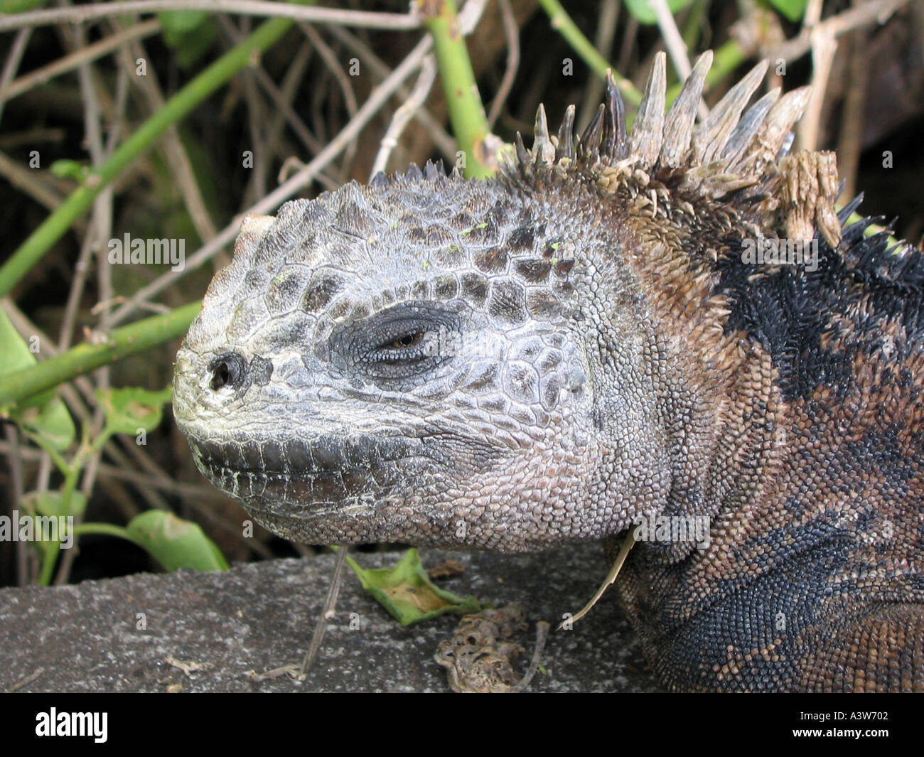 Parts of an iguana hi-res stock photography and images - Alamy