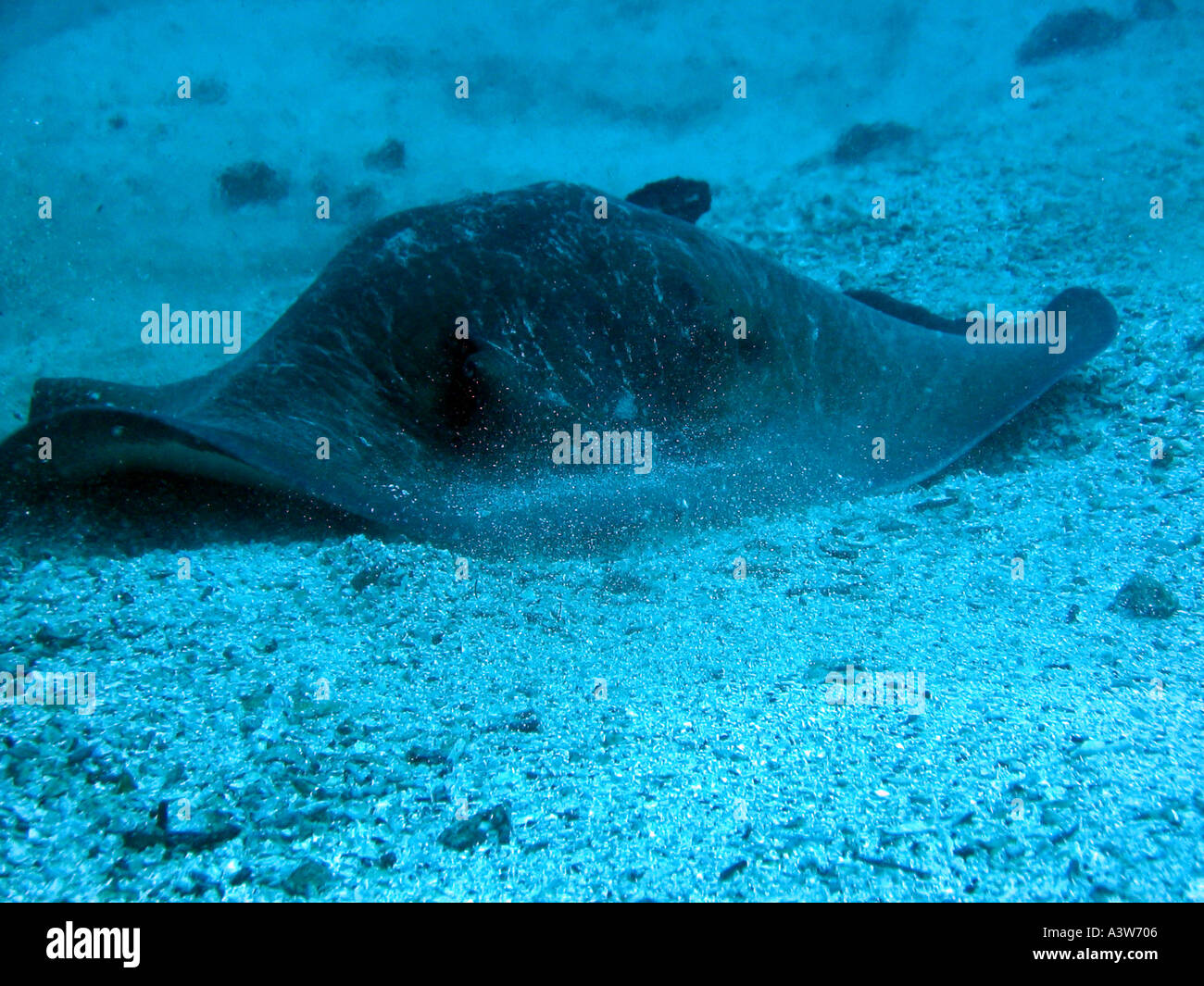 ray raises sand Stock Photo - Alamy