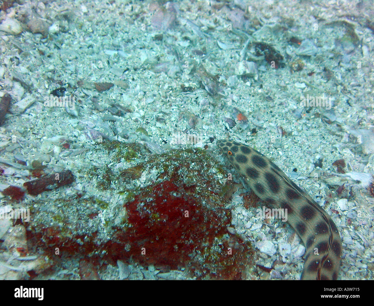 Tiger underwater not shark hi-res stock photography and images - Alamy
