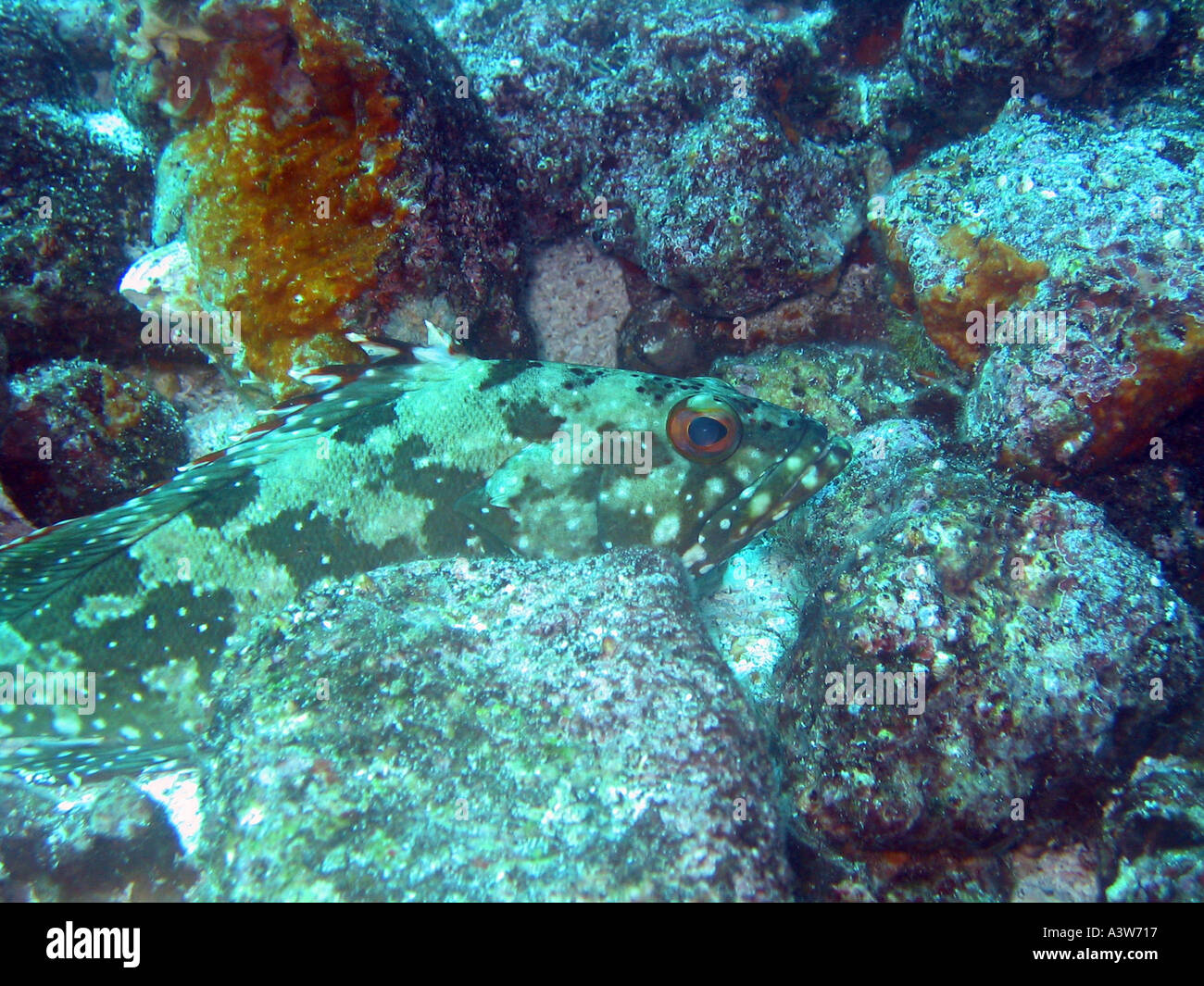 Galapagos underwater fishes hi-res stock photography and images - Alamy