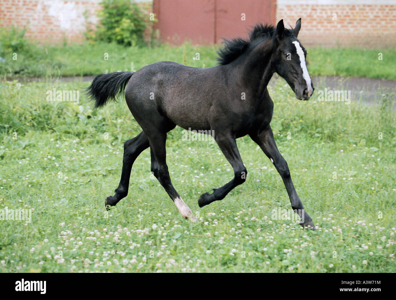 Pony horse foal gallop hi-res stock photography and images - Alamy
