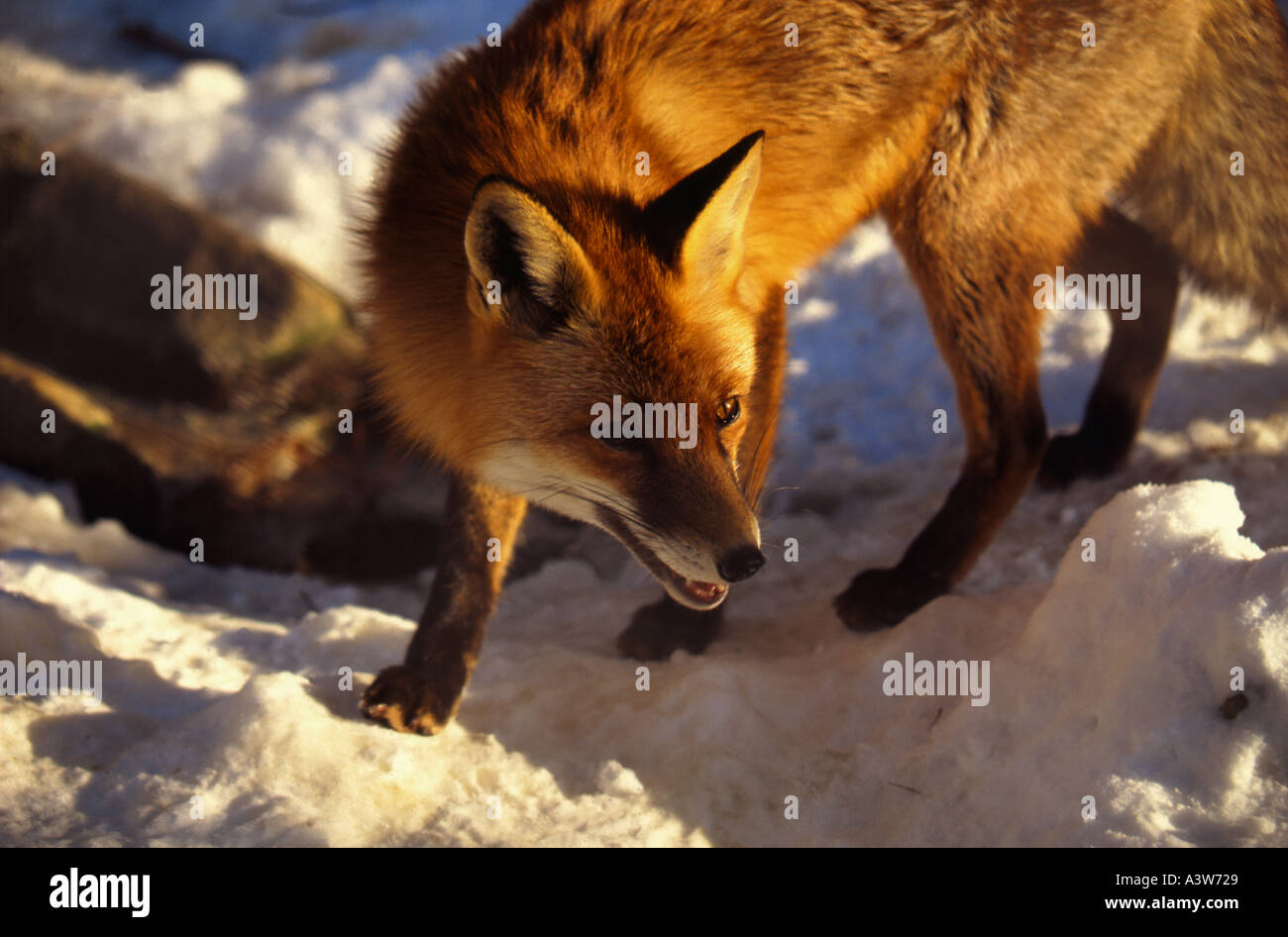 Fox in zoo in Greece Stock Photo - Alamy