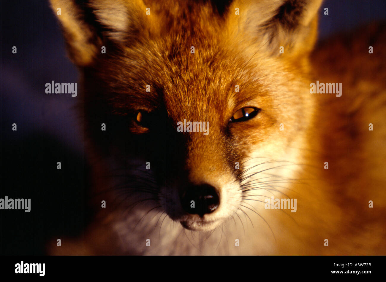 Fox in zoo hi-res stock photography and images - Alamy
