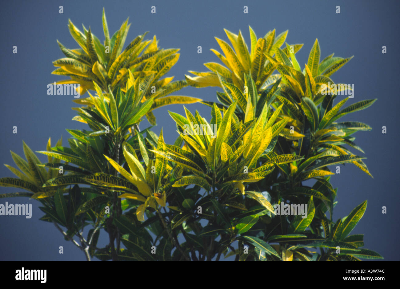 Croton plants hi-res stock photography and images - Alamy
