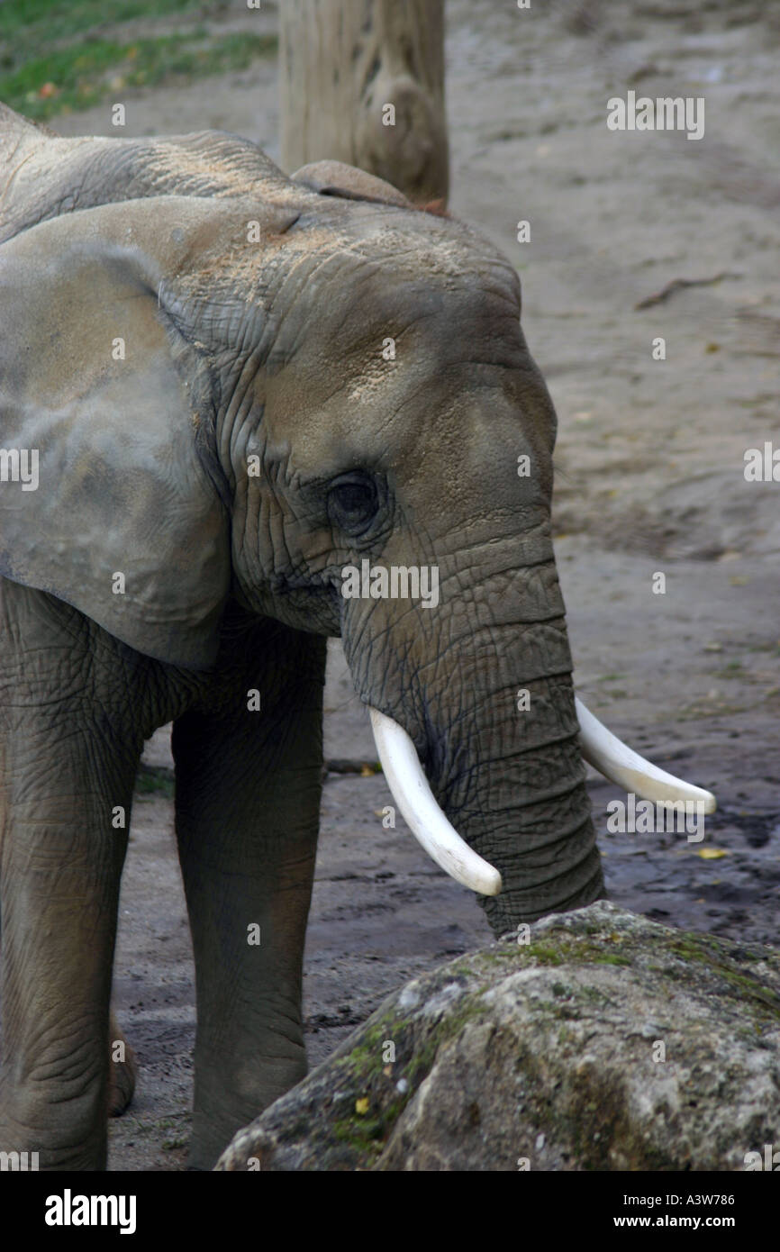 Elefant elefant hi-res stock photography and images - Alamy