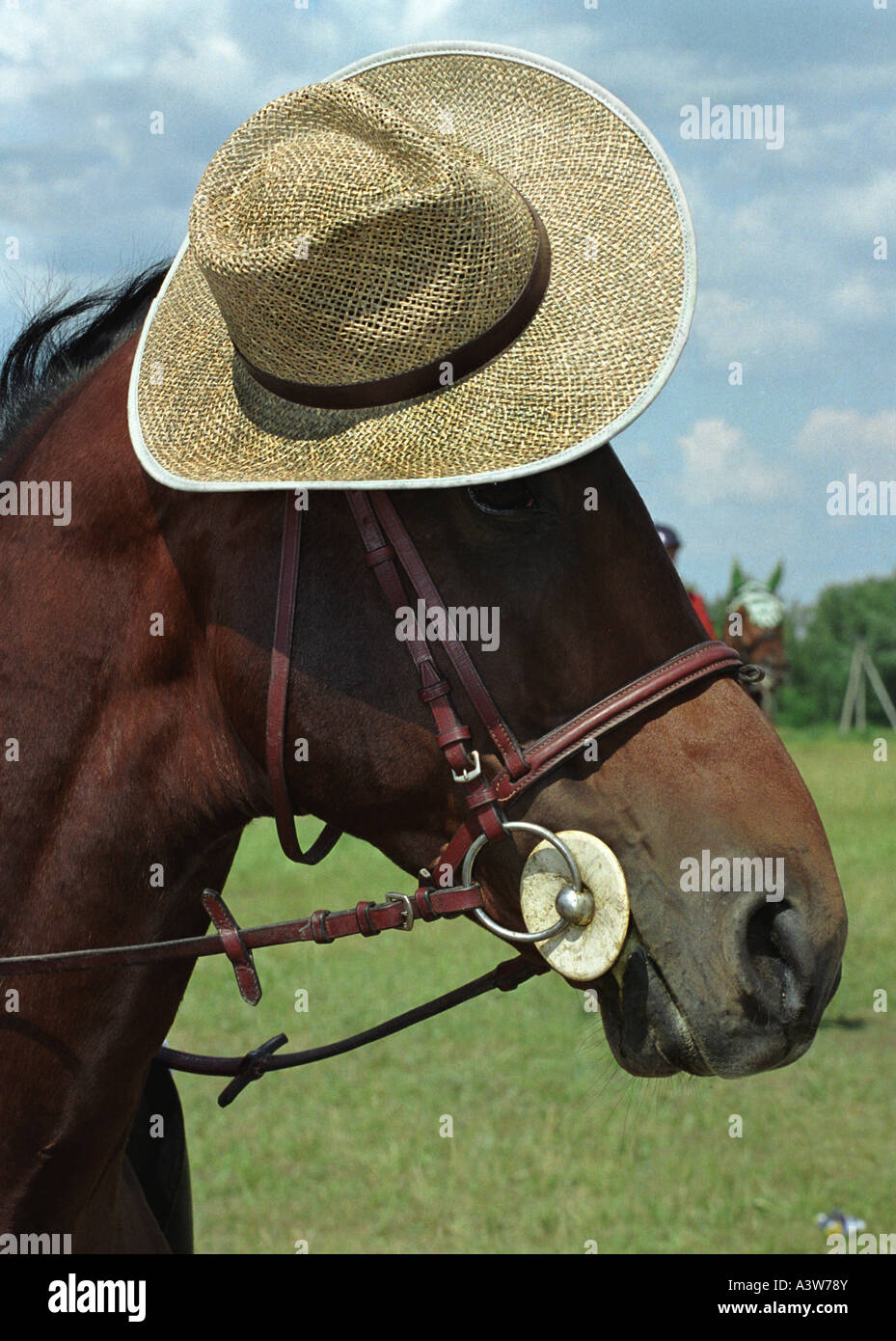 Portrait of the horse in a cowboy's hat Stock Photo - Alamy