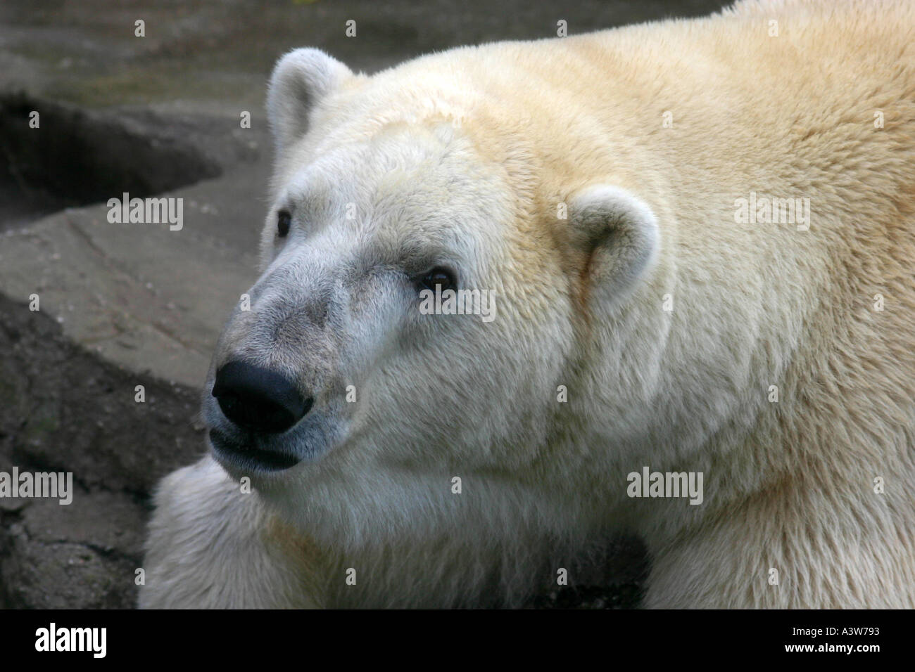 Polar bears vienna austria hi-res stock photography and images - Alamy