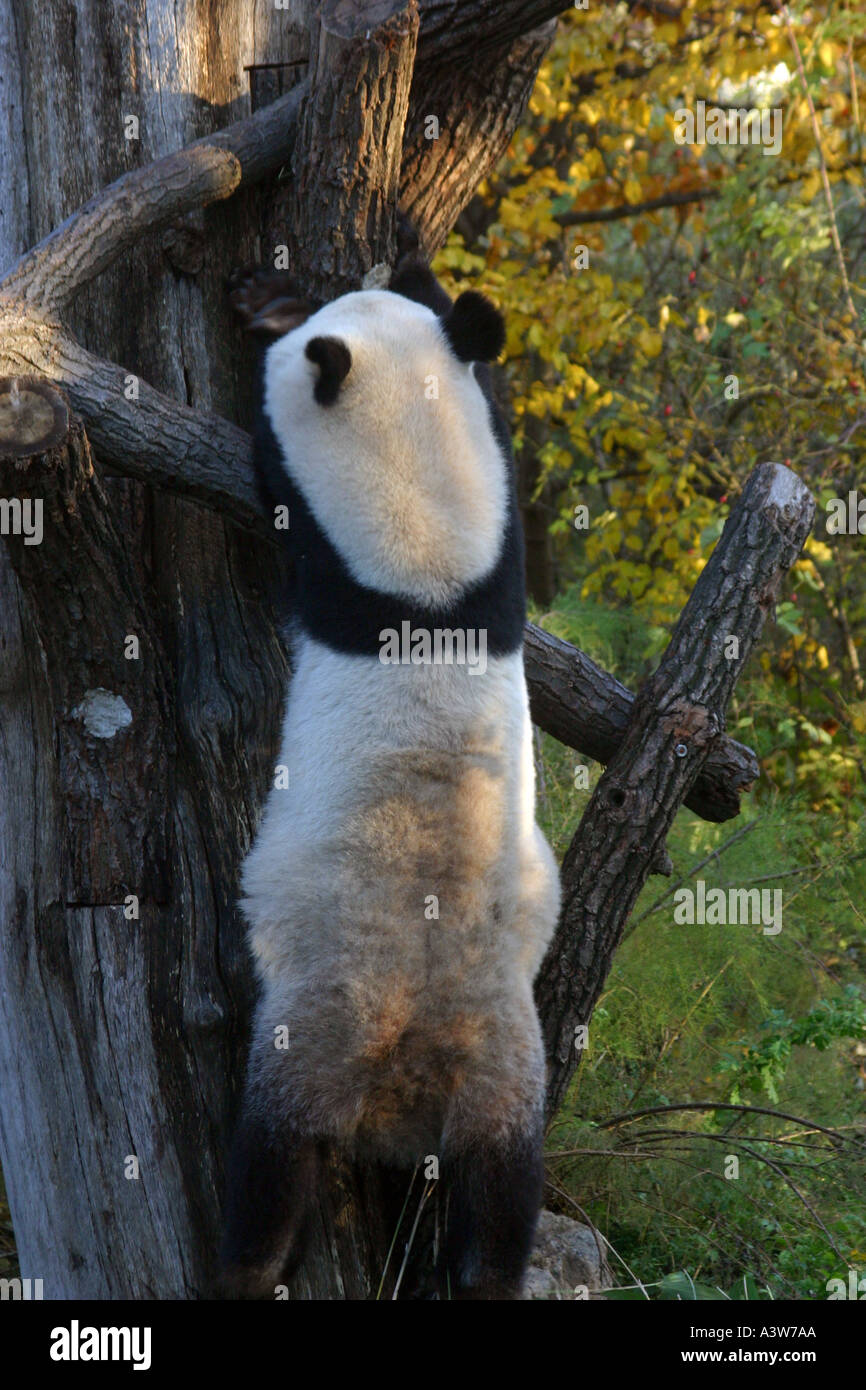 panda climbing tree Stock Photo - Alamy
