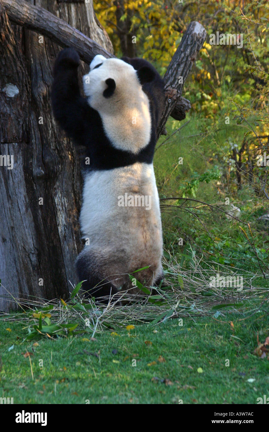 panda climbing tree Stock Photo - Alamy