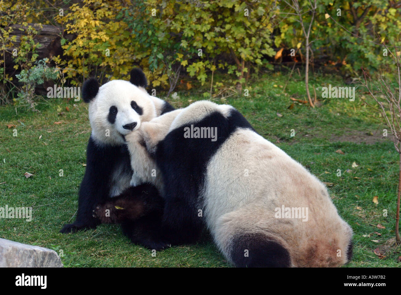 two pandas playing Stock Photo - Alamy