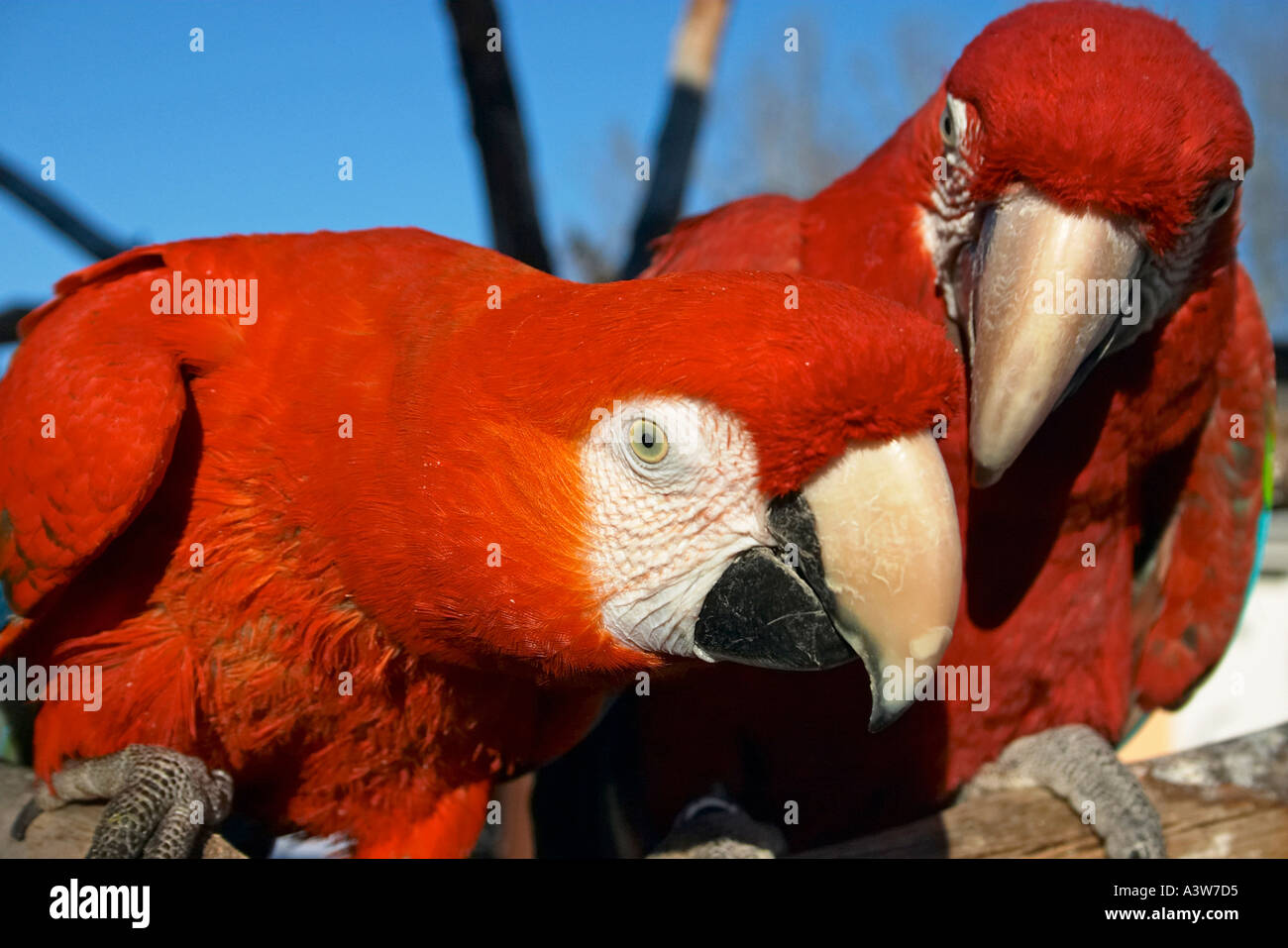 Parrot couple hi-res stock photography and images - Alamy