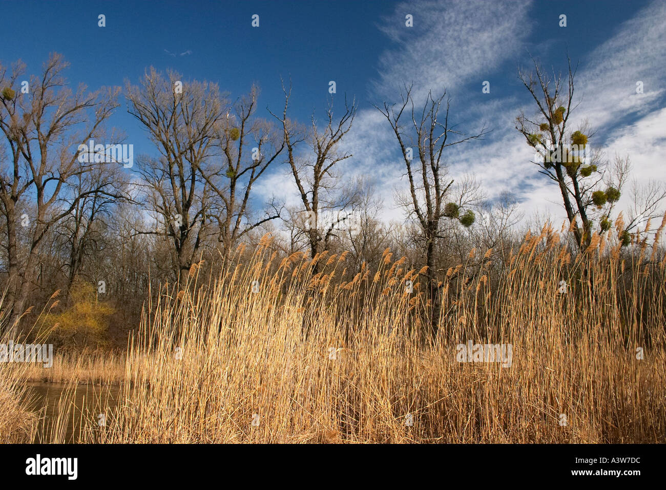 Lobau vienna hi-res stock photography and images - Alamy