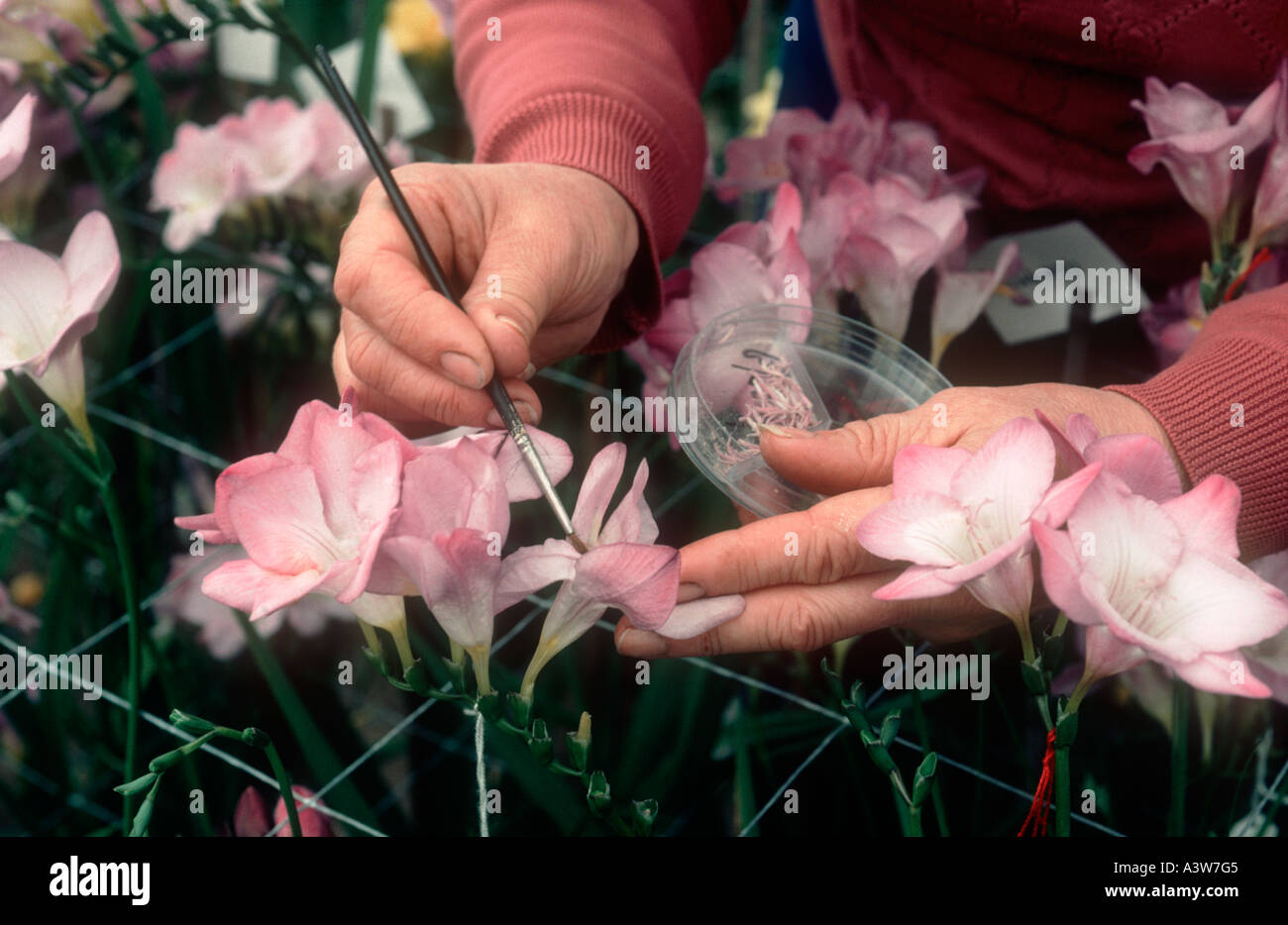 Small artists paint brush cross pollinating freesia flowers in a ...