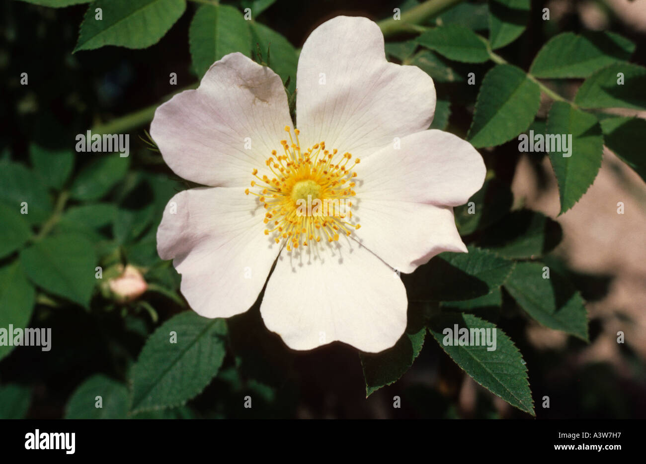 Dog Rose Rosa canina Flower Stock Photo - Alamy