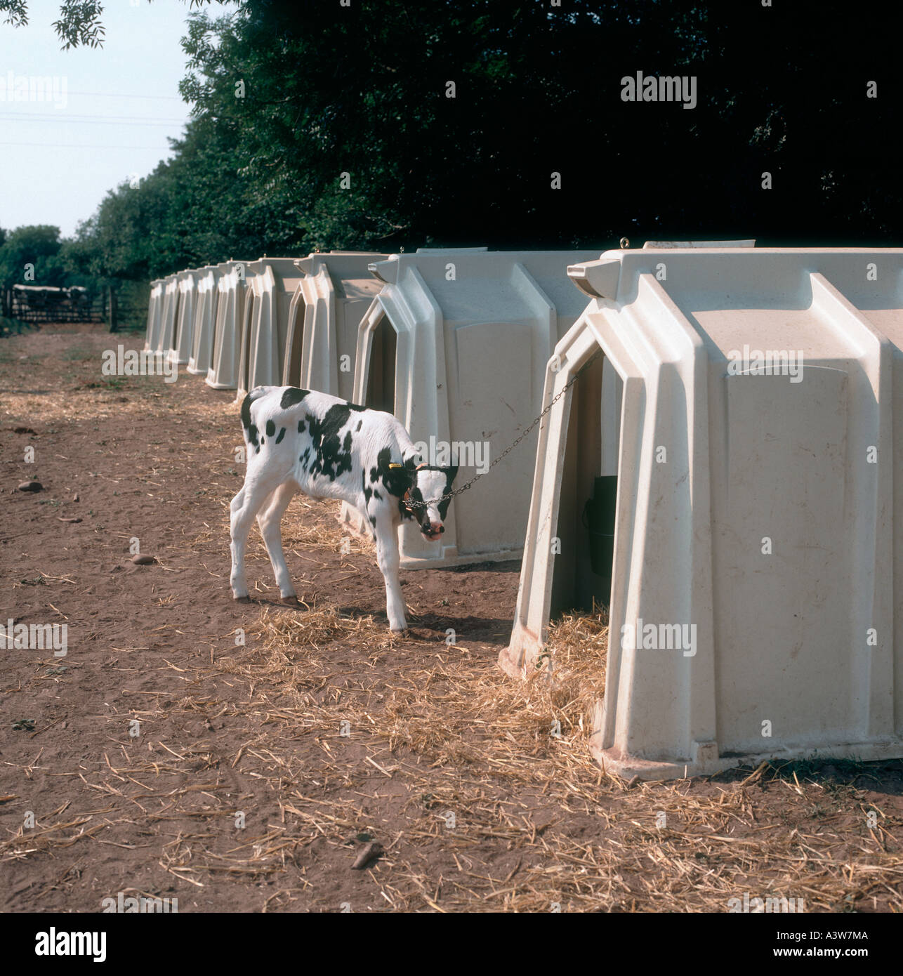 Holstein calf standing outside a row of calf hutches Stock Photo - Alamy