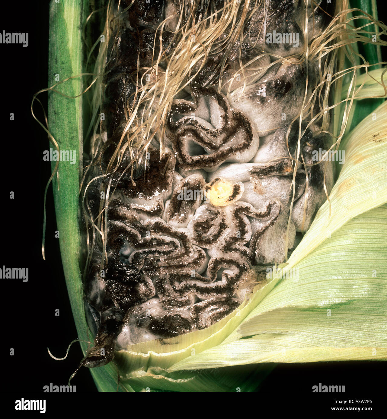 Maize smut Ustilago maydis diseased corn cob with deformed grains ...