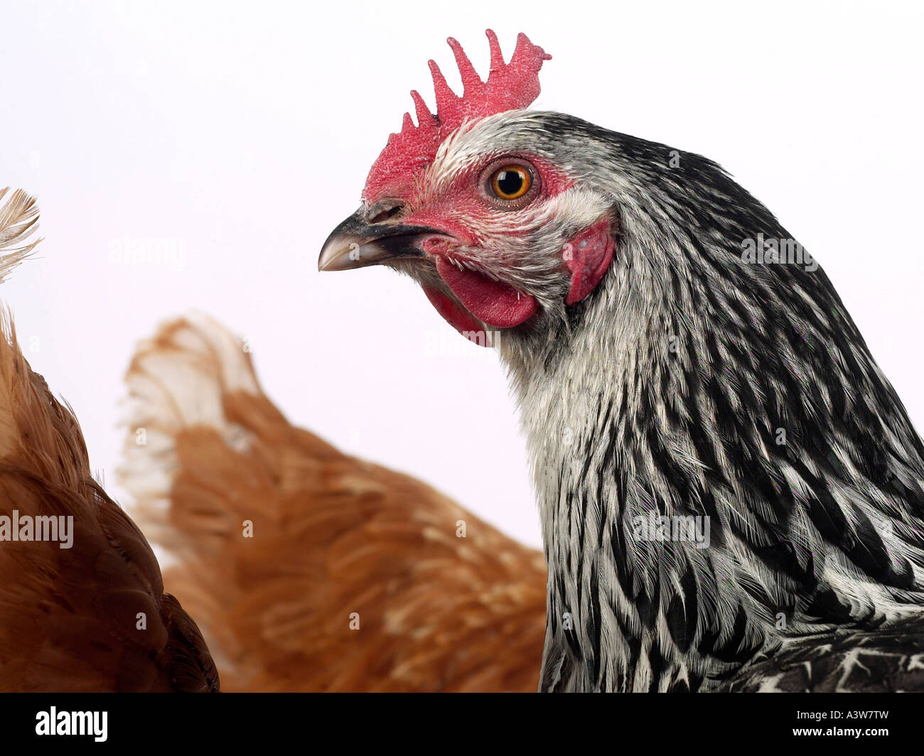 Chicken head cut out hi-res stock photography and images - Alamy