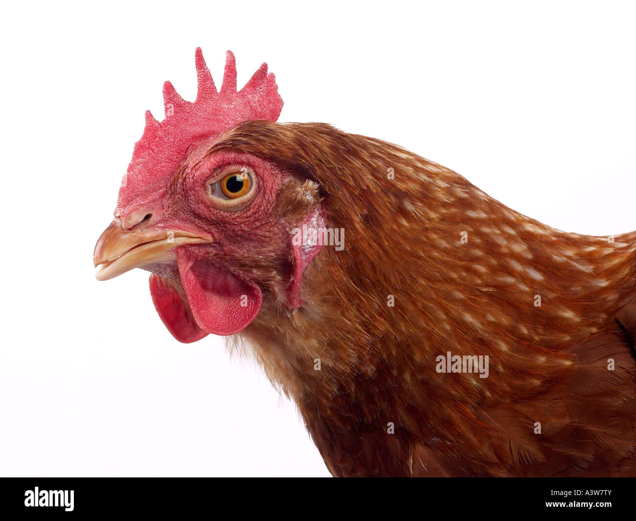 The head of a chicken Stock Photo - Alamy