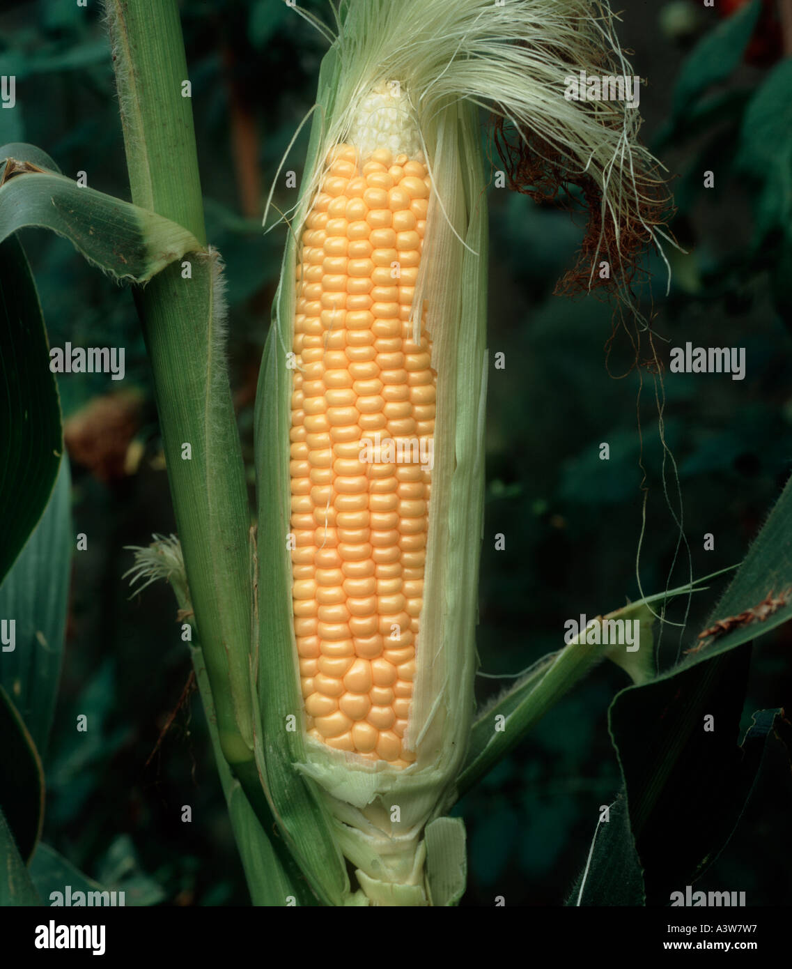 Corn sweetcorn maize cob with the outer leaves drawn back to show the ...