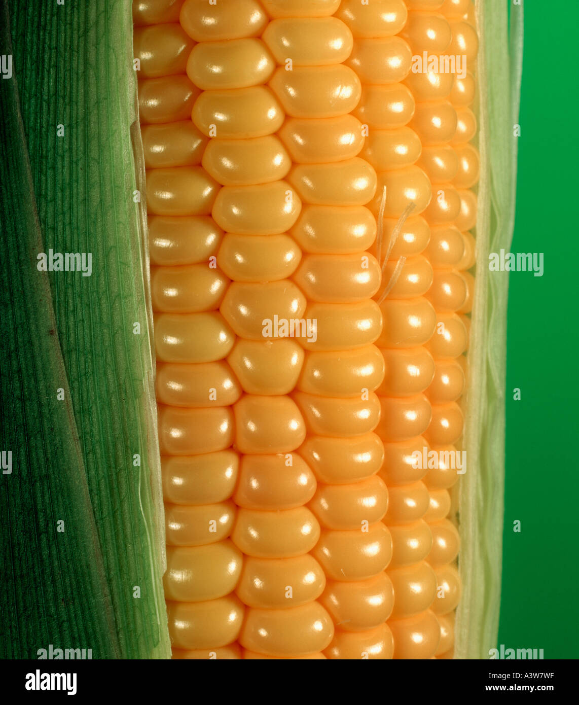 Corn sweetcorn cob exposed grain kernels Stock Photo - Alamy