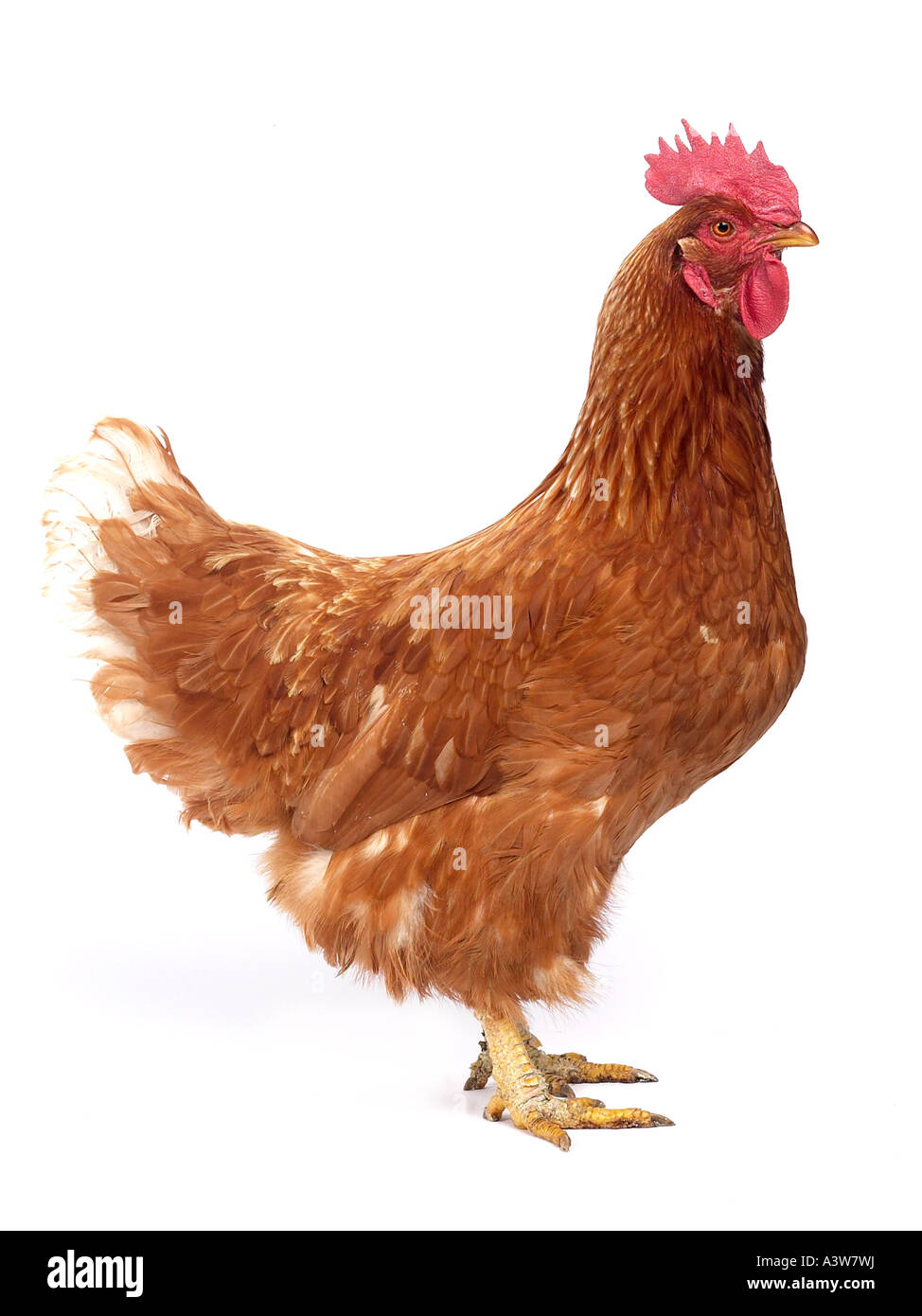 A brown chicken standing up Stock Photo - Alamy