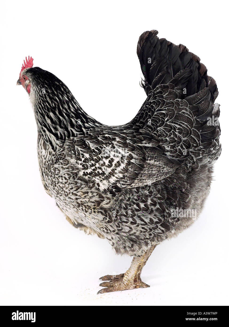 Looking up at chicken Cut Out Stock Images & Pictures - Alamy