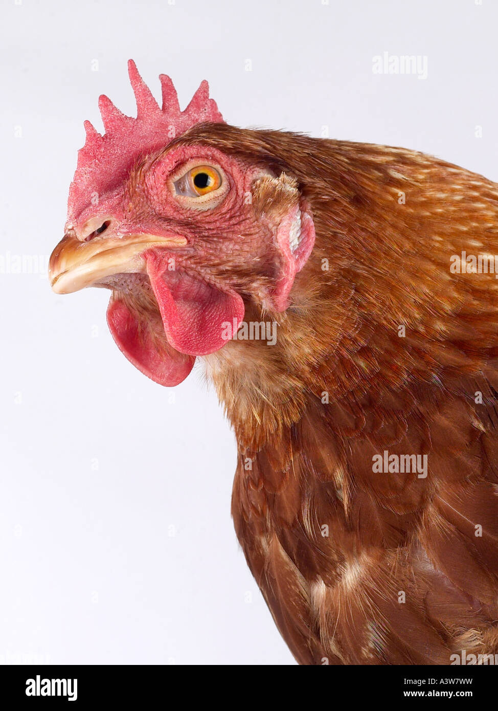 The head of a chicken shot from below Stock Photo - Alamy