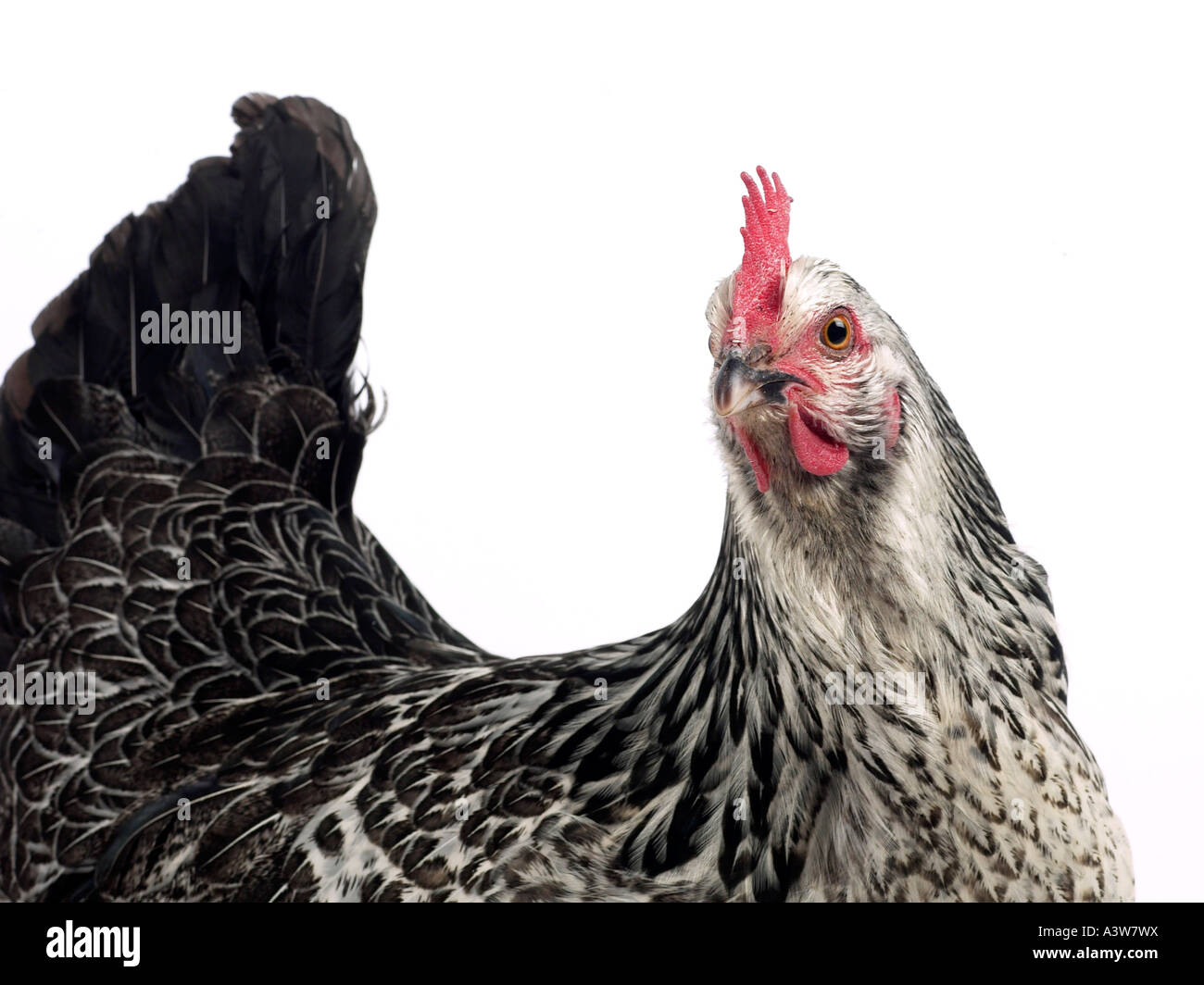 A black and white chicken Stock Photo - Alamy