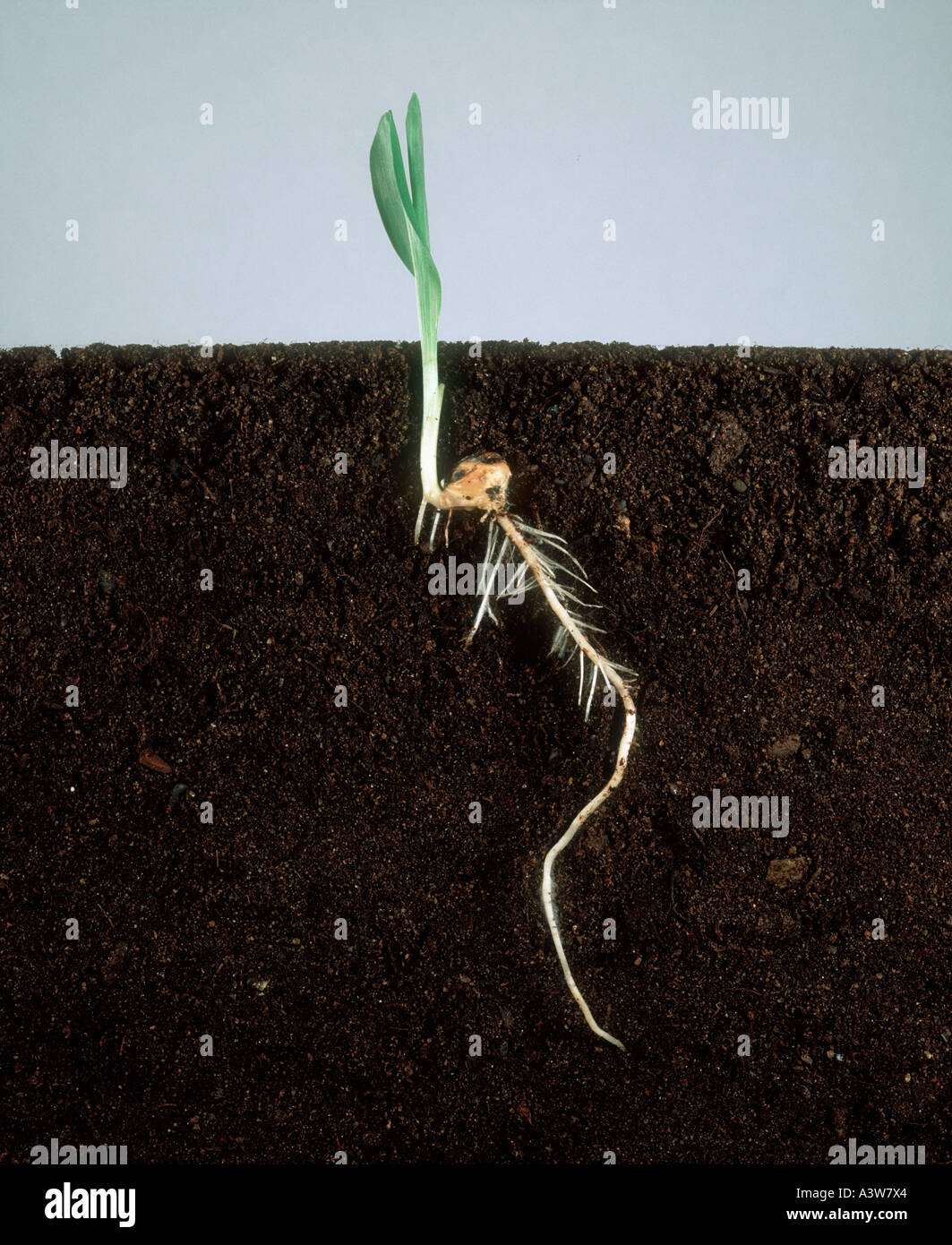Maize or corn seedling plant showing emerging leaves and root ...
