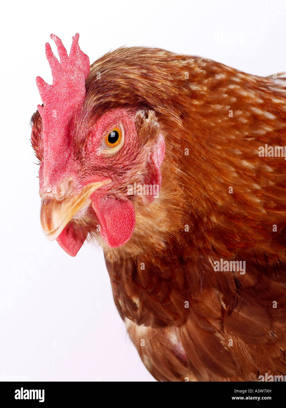 The head of a chicken, looking downwards Stock Photo - Alamy