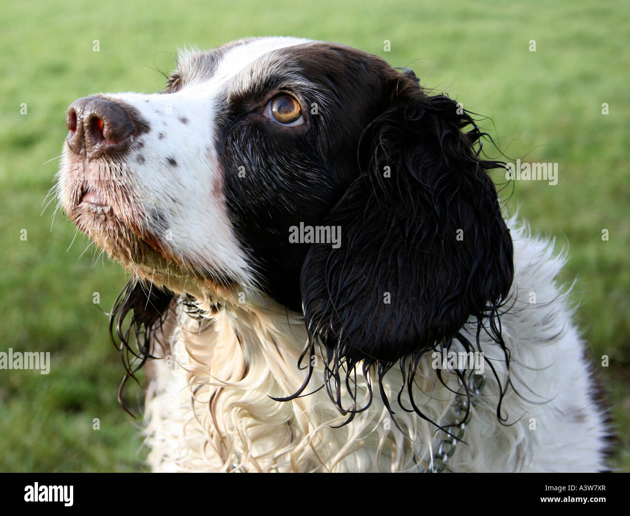 A springer spaniel looking upwards, things are looking up Stock Photo ...