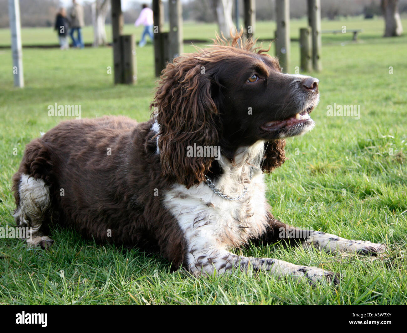 A brown and white springer spaniel in a field Stock Photo - Alamy
