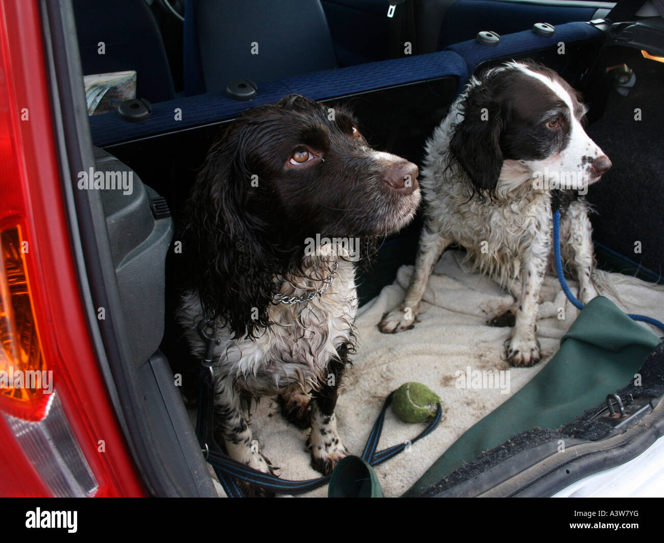 Two spaniels sitting in the back of a car after a walk Stock Photo - Alamy
