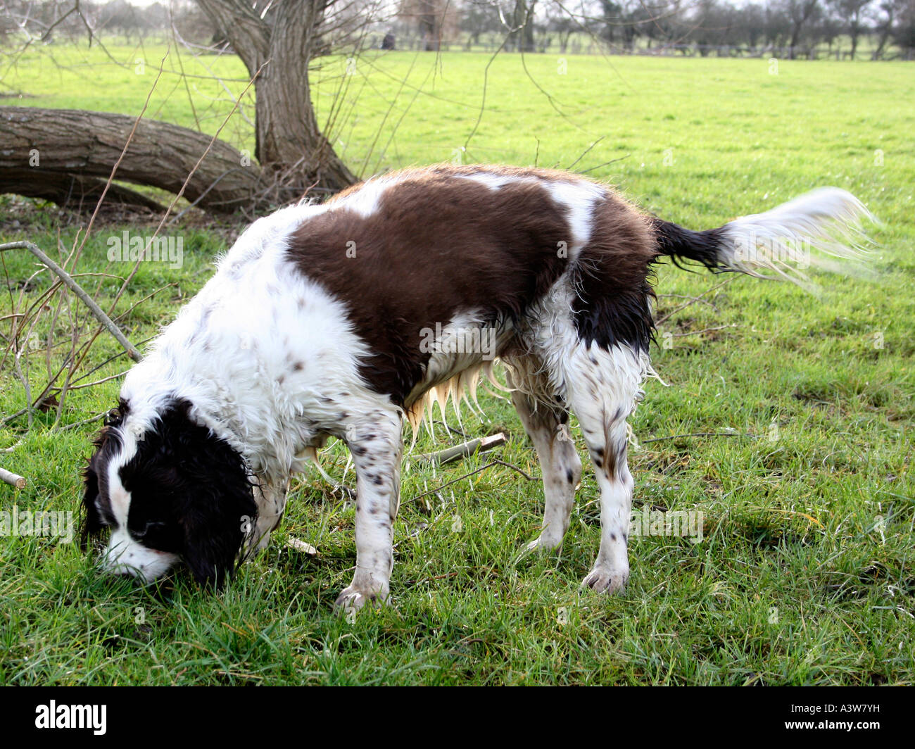 A springer spaniel having a sniff Stock Photo - Alamy