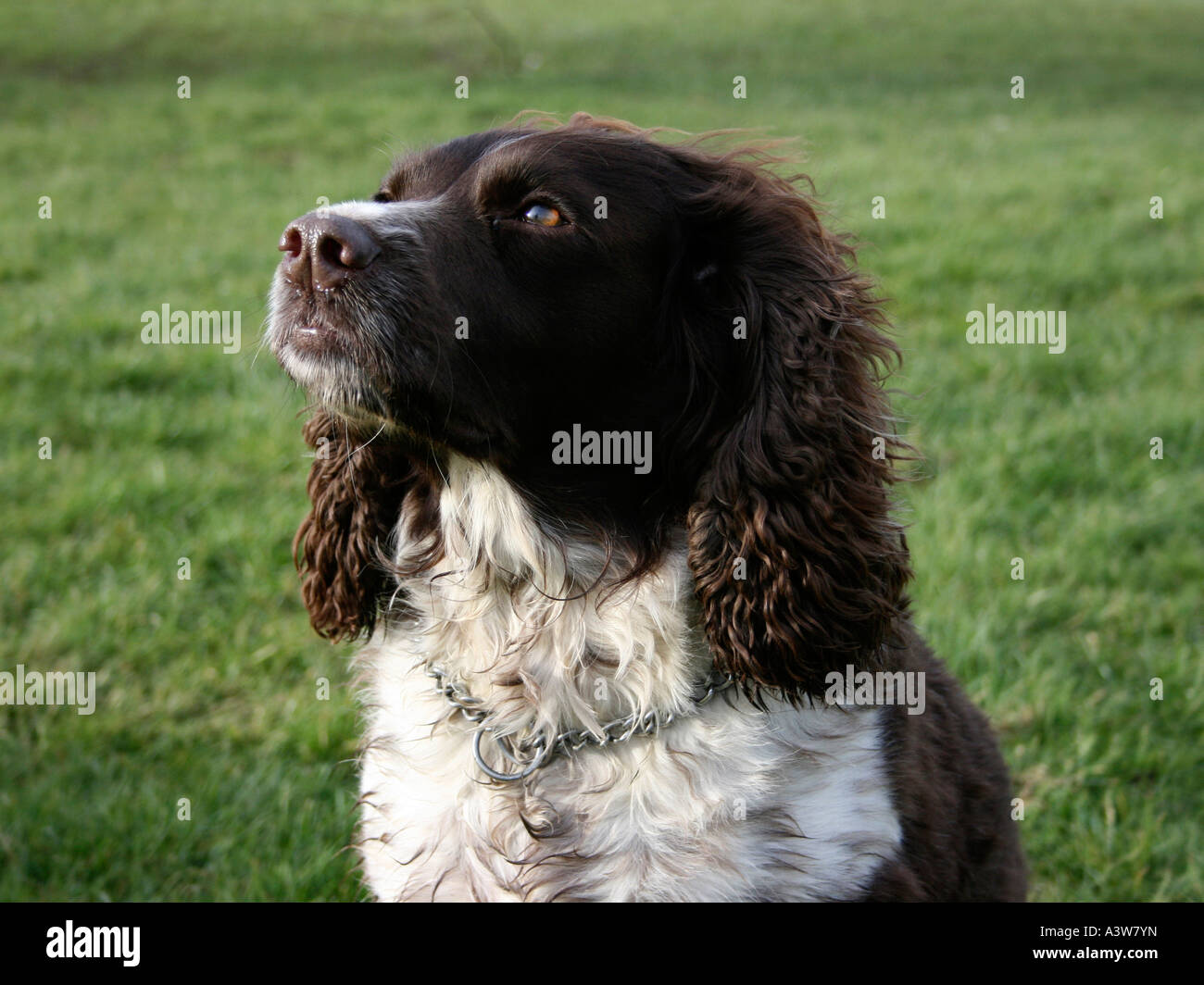 A brown and white springer spaniel looking upwards Stock Photo - Alamy