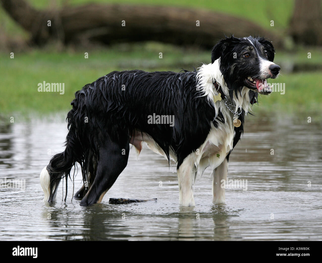 A wet collie standing in some water Stock Photo - Alamy