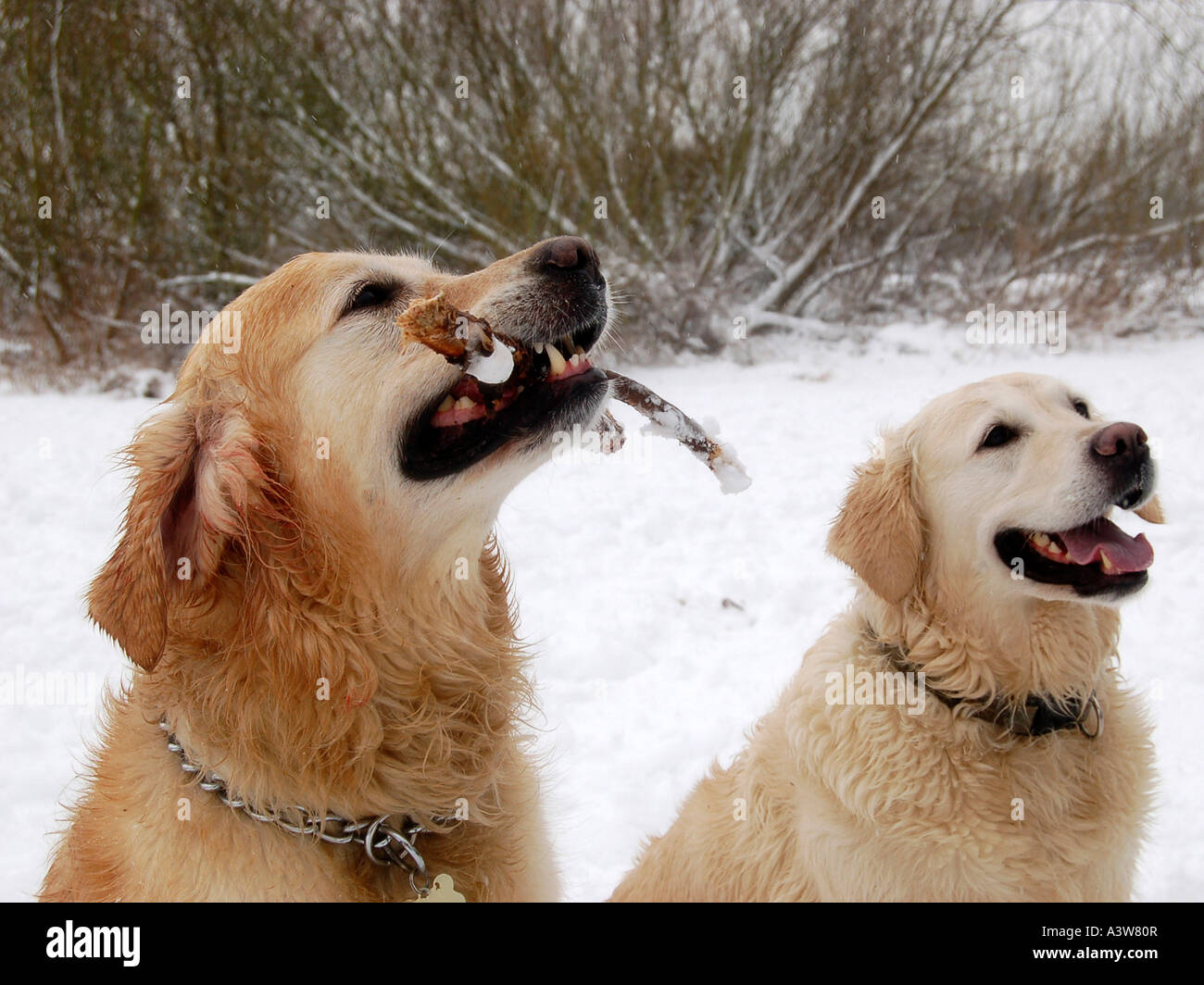 Two golden retrievers one holding a stick Stock Photo - Alamy