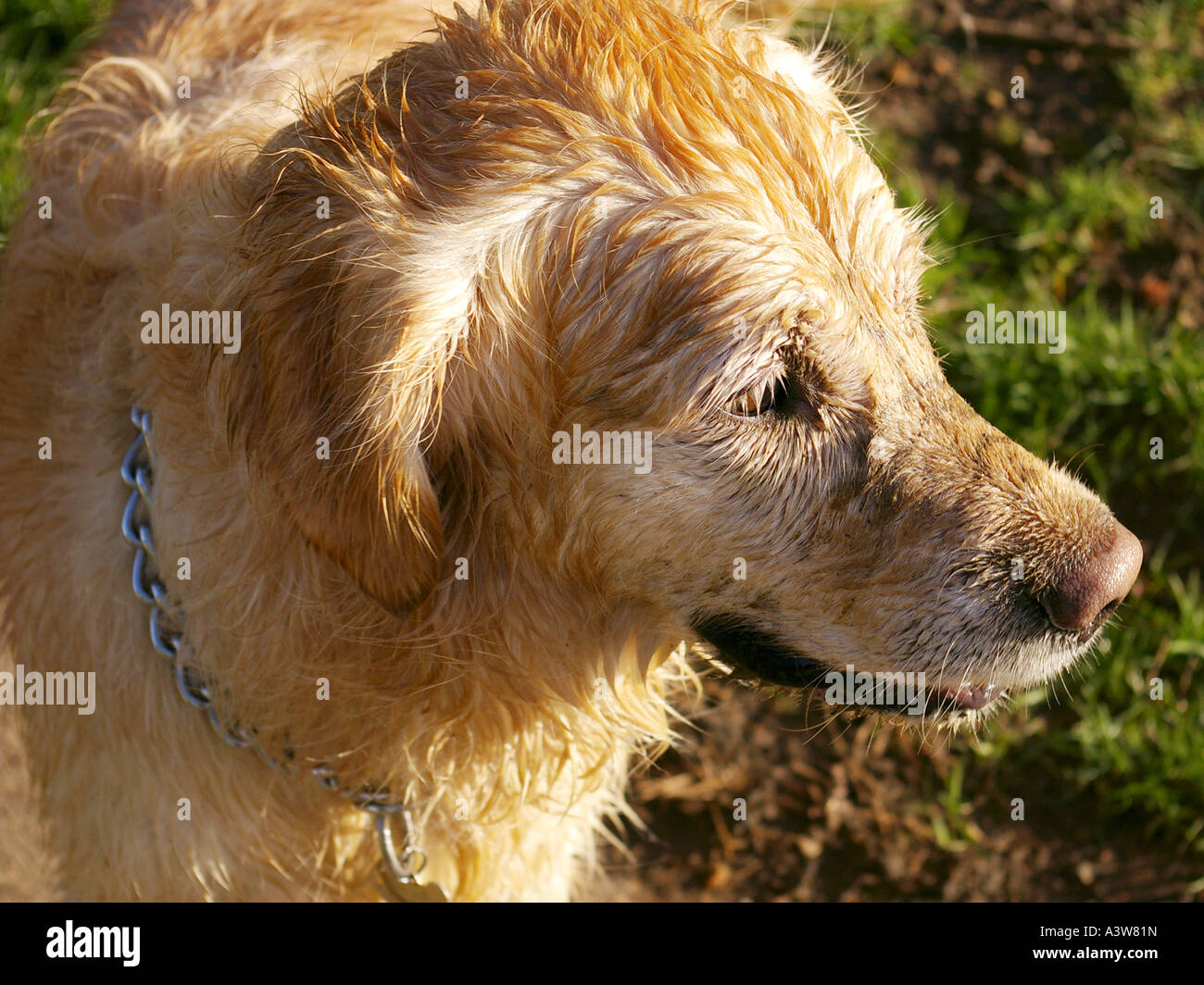 A golden retriever with a muddy head Stock Photo - Alamy