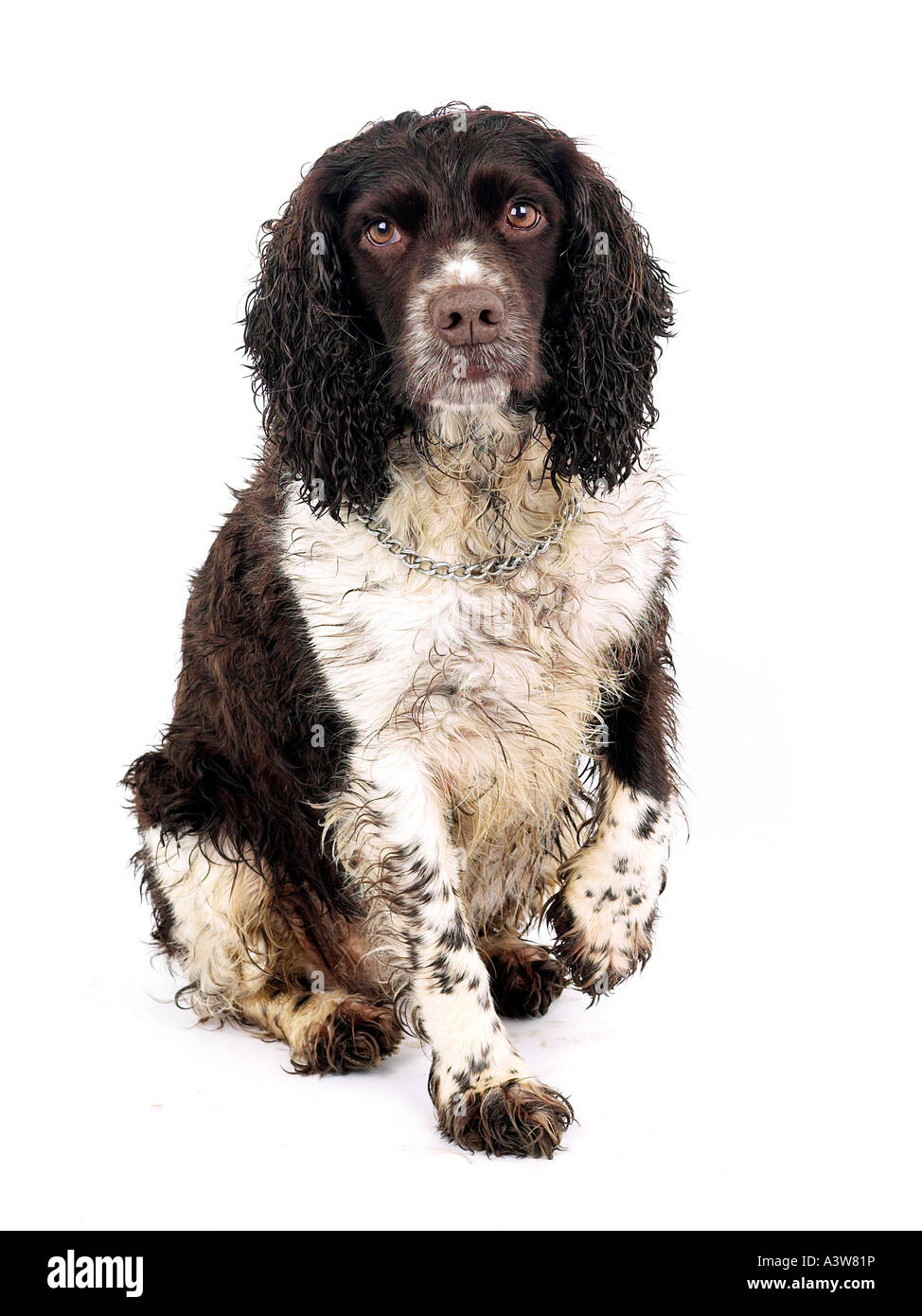 A muddy and dirty springer spaniel Stock Photo - Alamy